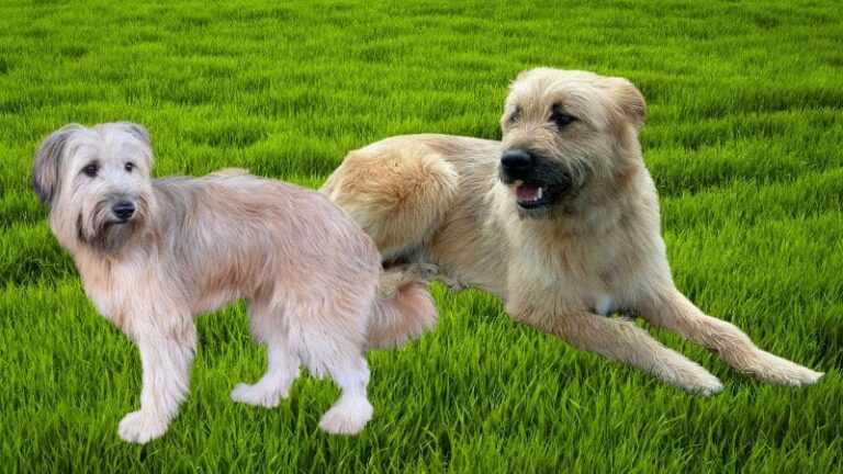 Perro pastor vasco - El pastor alemán